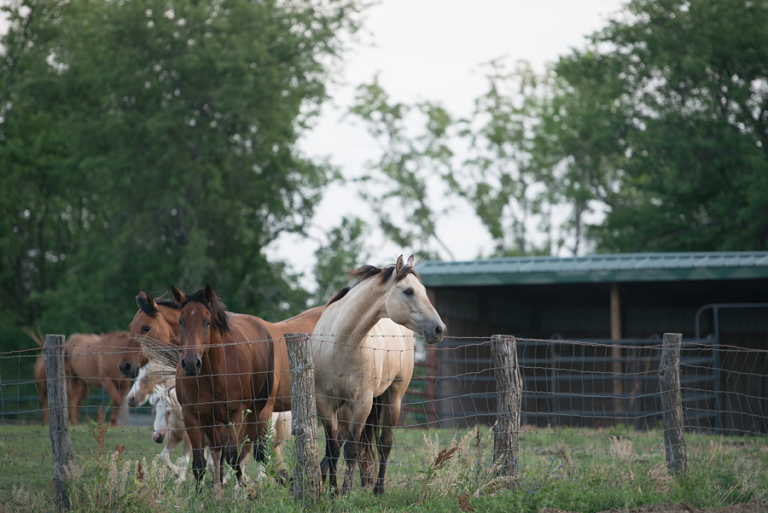 Morrell Ranch – A Resort Lakeside Escape for Unforgettable Gatherings ...